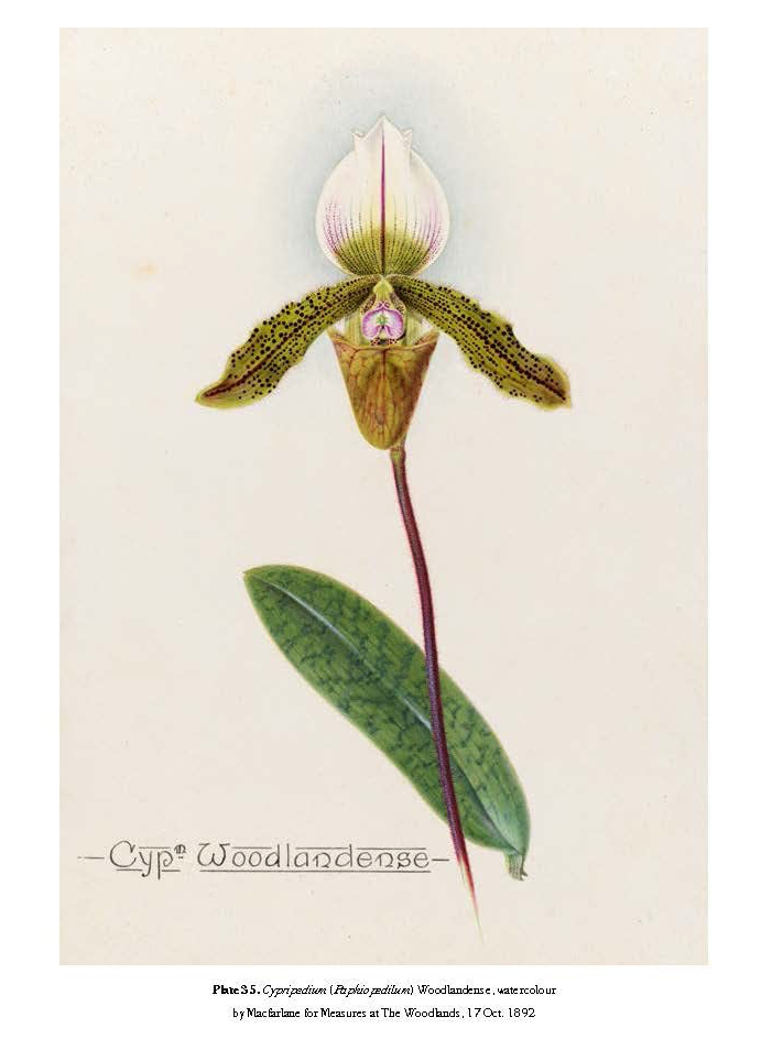 Orchids - A History Through Botanical Illustration - Book - Cold Spring ...